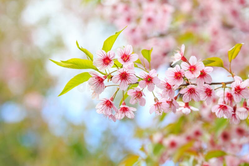 Flower queen tiger stock photo. Image of pink, winter - 28842118