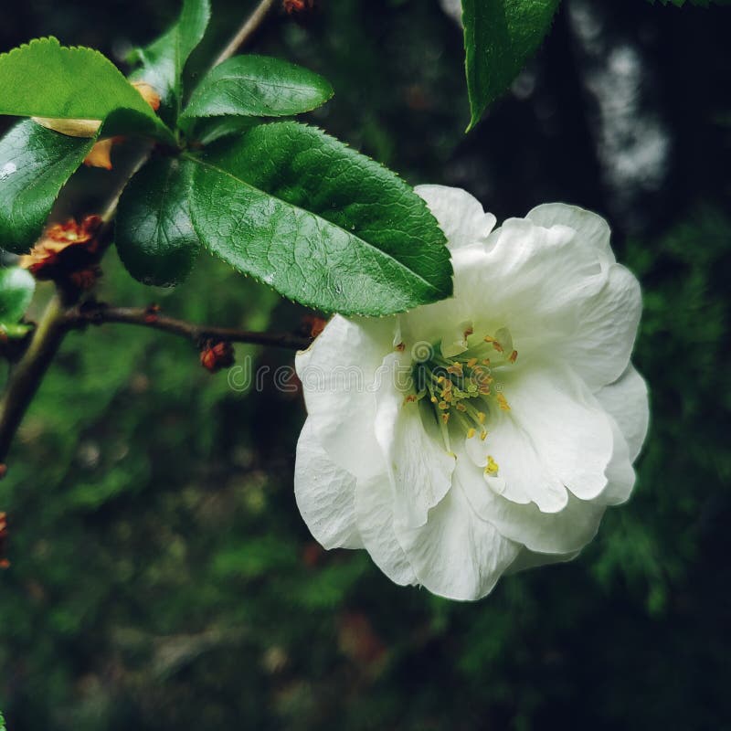 Flower of quince stock photo. Image of fruit, nature - 183565290