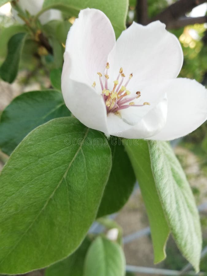 Flower quince stock image. Image of fruits, orchard - 145044523