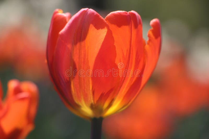 Rad flower stock photo. Image of green, rose, macro, closeup - 34913544