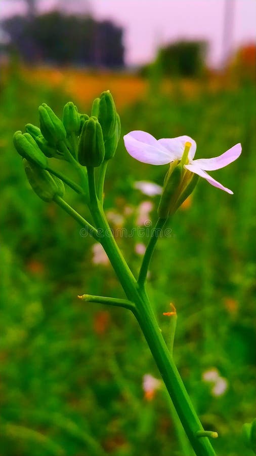 Flower of radish stock image. Image of vegetable, food - 179808159