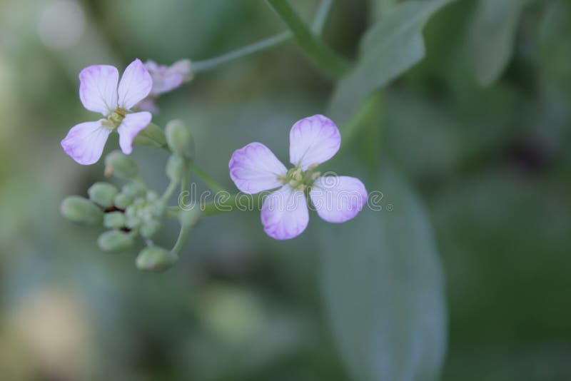 This is the Flower of the Radish. Stock Image - Image of purple, flower ...