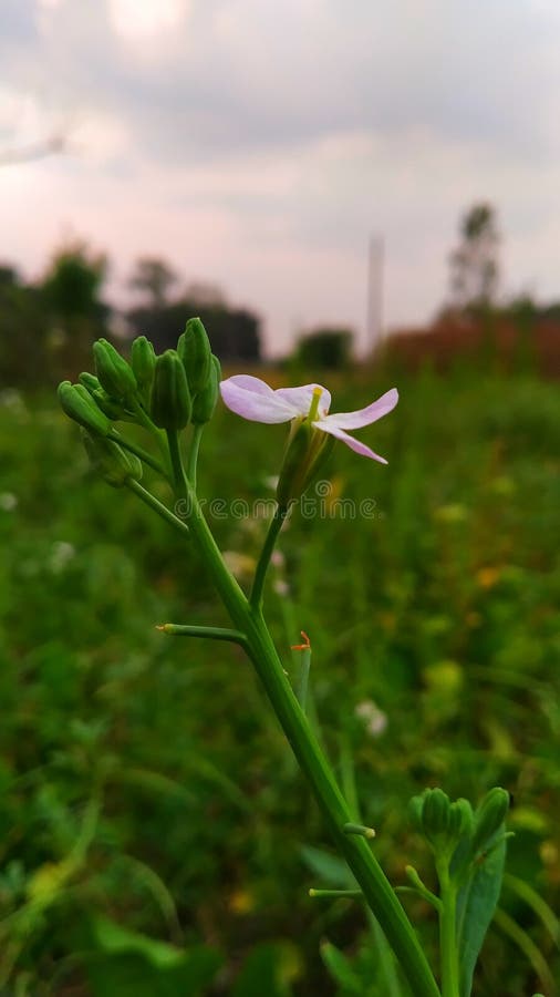 Flower of radish stock image. Image of radish, radis - 179808081