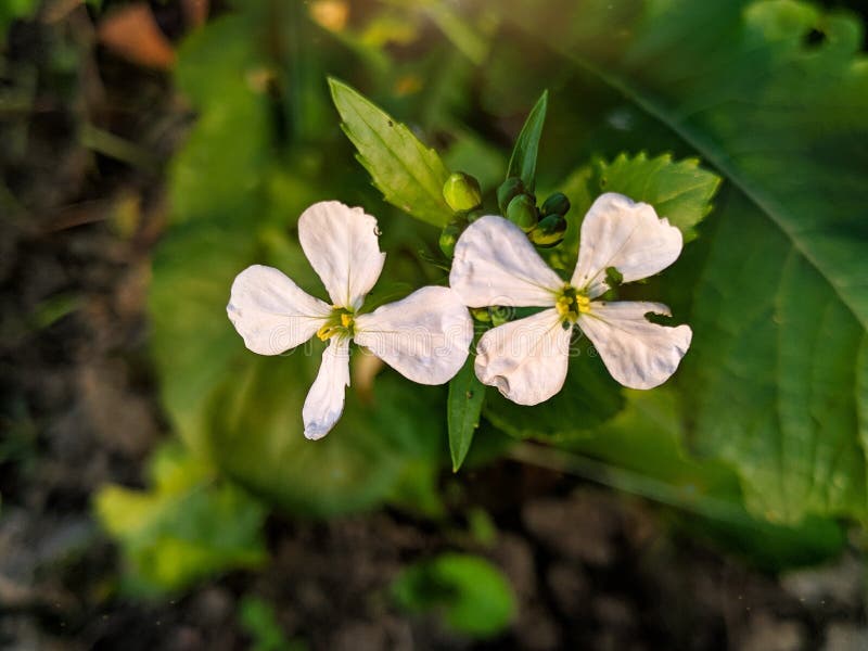 Flower of Radish Plant stock photo. Image of bloom, plant - 208865164