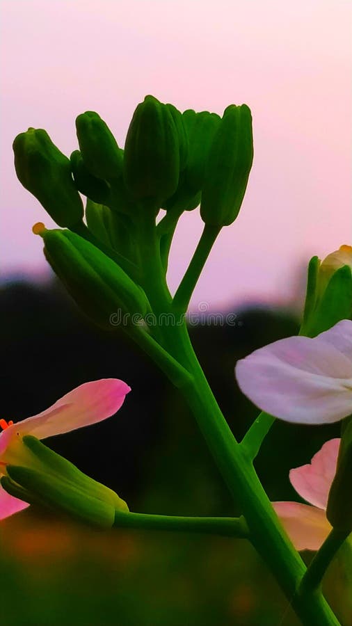 Flower of radish vegetable stock photo. Image of food - 179965358