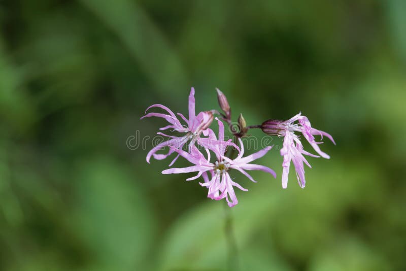Flower of a Ragged-robin, Silene Flos-cuculi Stock Image - Image of ...
