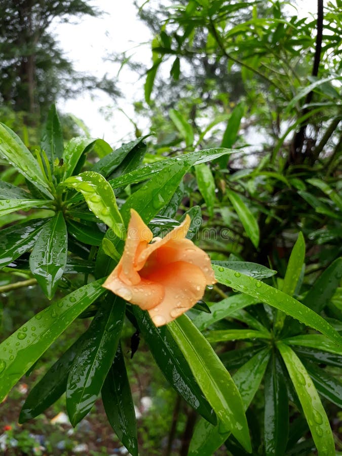 Flower stock image. Image of flowef, click, rain, cool - 106972829