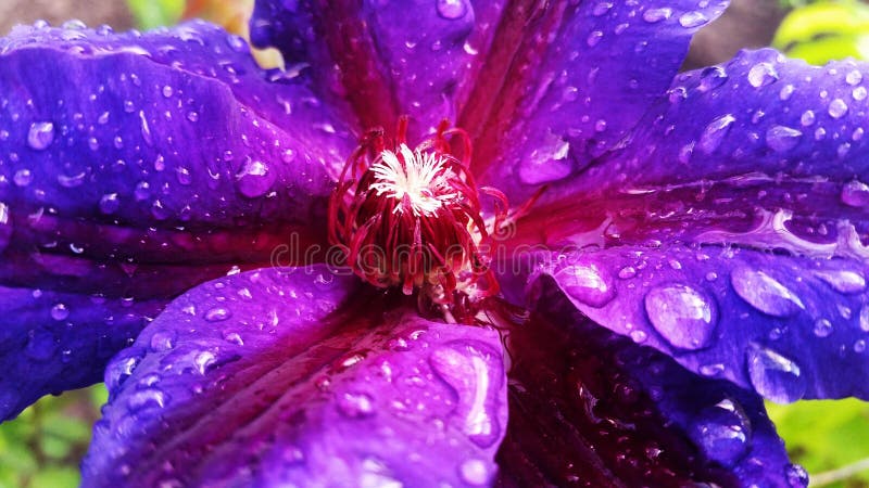 Flower after rain stock image. Image of blue, drops, flower - 95671829