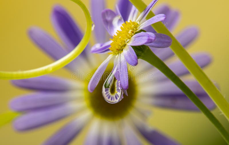 Flower with rain drops stock image. Image of blooming - 223130453