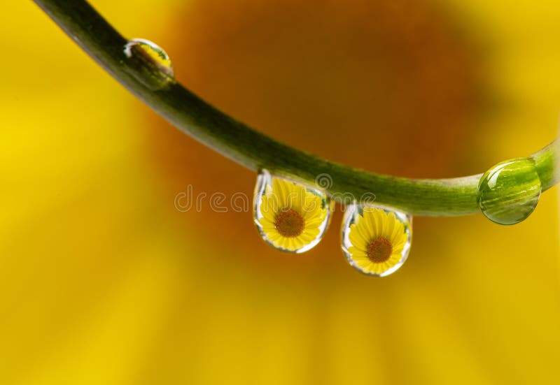 Flower with rain drops stock image. Image of decoration - 223130267