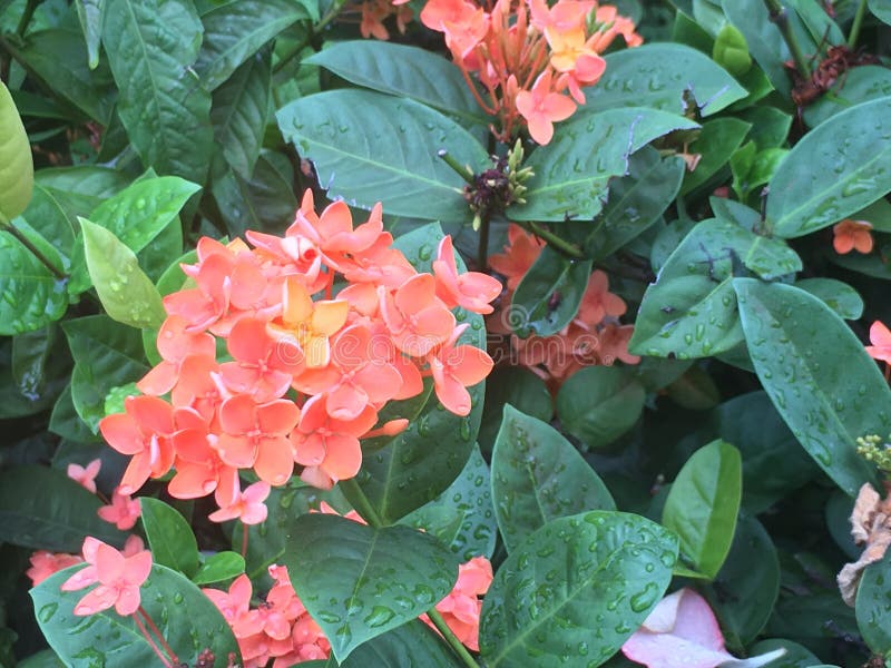 Flower - after rain stock photo. Image of nature, rain - 151169448