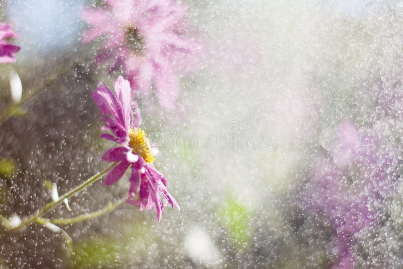 Flower in Rain with Sunlight Stock Photo - Image of antique, background ...