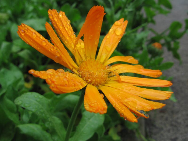 Flower after raining stock image. Image of flourish, flora - 771985
