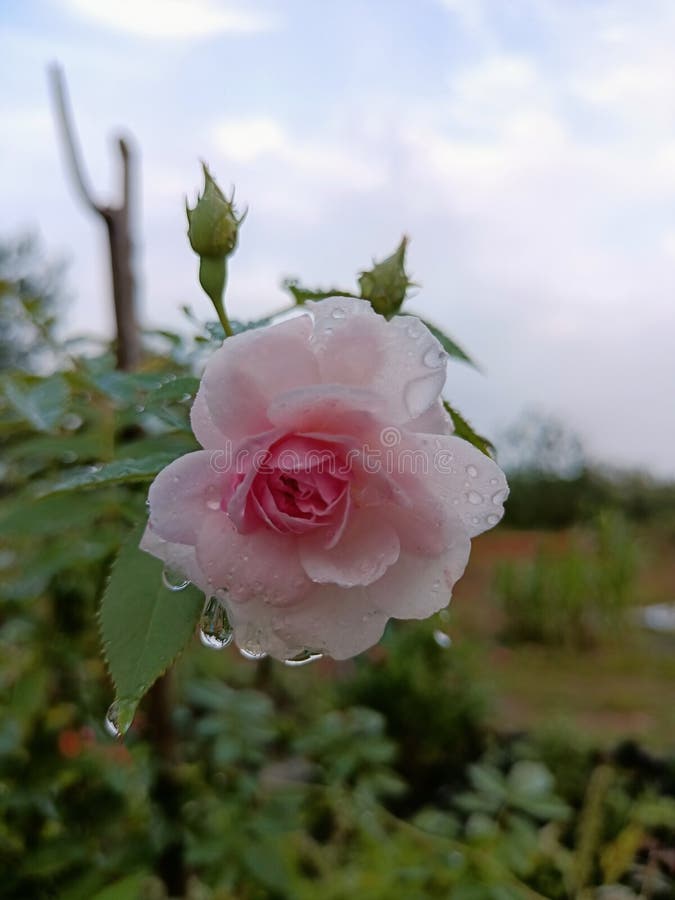Flower after raining day stock image. Image of earth - 337762897