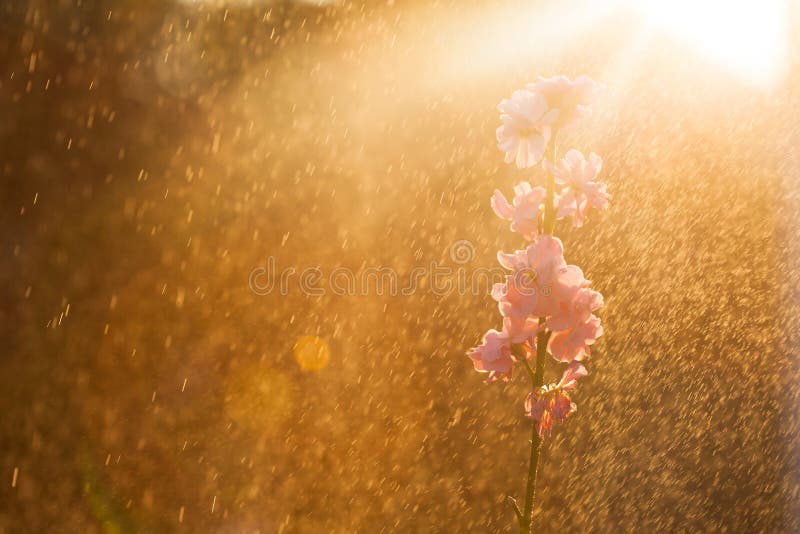 Flower in rainy weather stock photo. Image of floral - 169441584