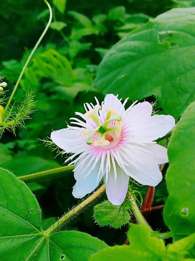 Flower of Rambusa Fruit or Mini Passion Fruit or Ermot Stock Image ...
