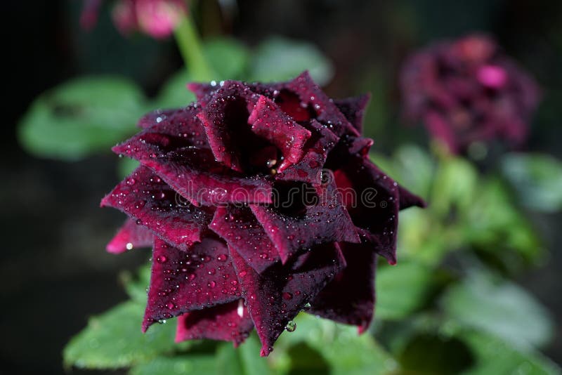 Flower5 stock image. Image of plant, wildflower, autumn - 264260757