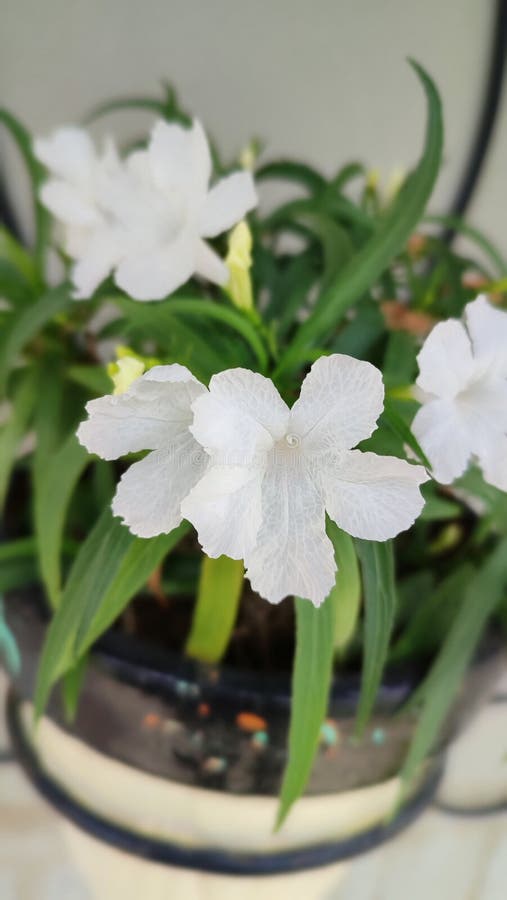 Flower random pic stock image. Image of daylight, random - 254103831