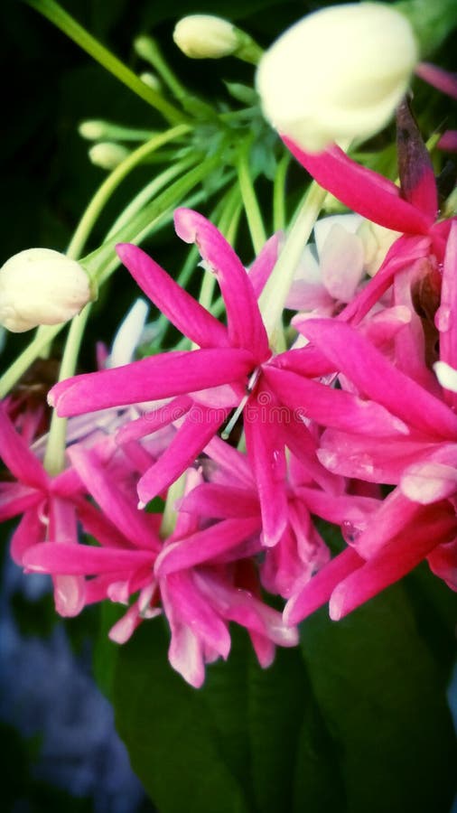 Beautiful ping flower stock image. Image of creeper, flower - 43895275