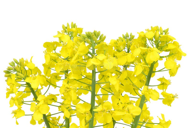 Rapeseed flower stock image. Image of nature, seed, rapeseed - 9439609