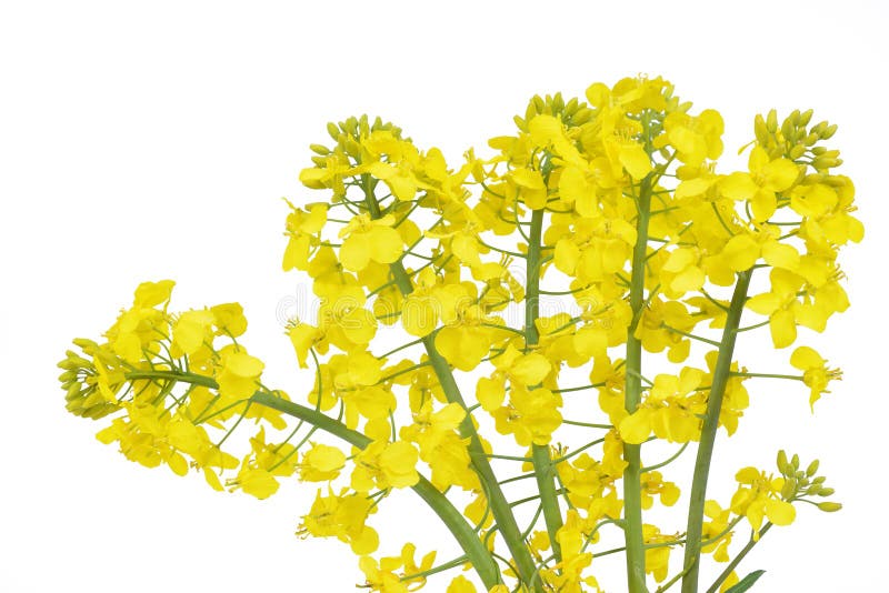 Rapeseed flower stock image. Image of nature, seed, rapeseed - 9439609