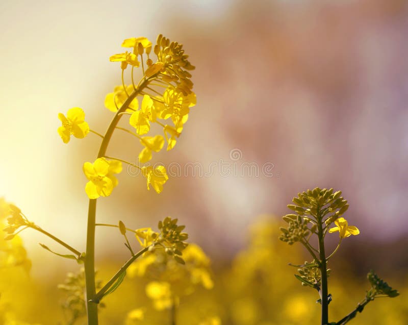 Flower of a rapeseed stock image. Image of detail, plant - 70436981