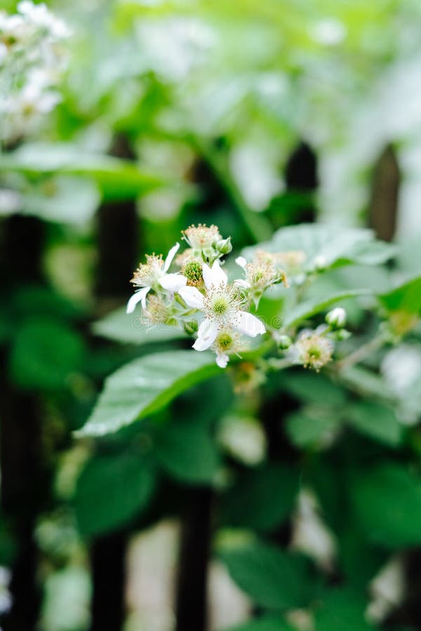 A Flower of a Raspberry. Flowering Raspberries in the Garden Stock ...