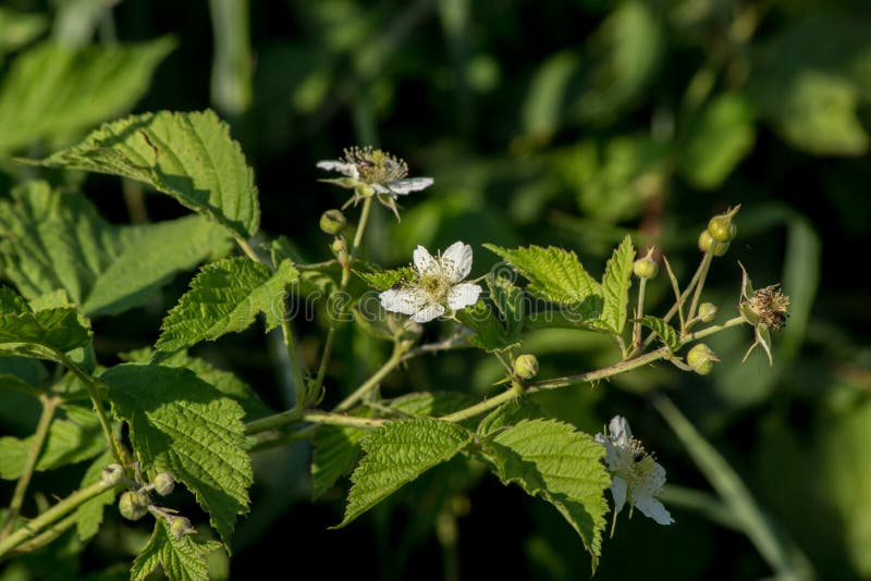 Wild Raspberry Rubus Idaeus. Stock Image - Image of growth, spring ...