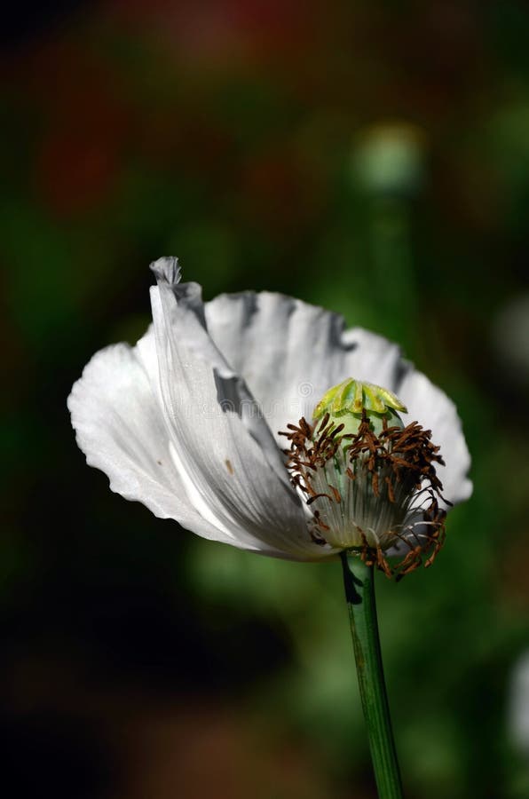 Flower and Raw Capsule Inside of Poppy Stock Image - Image of flower ...