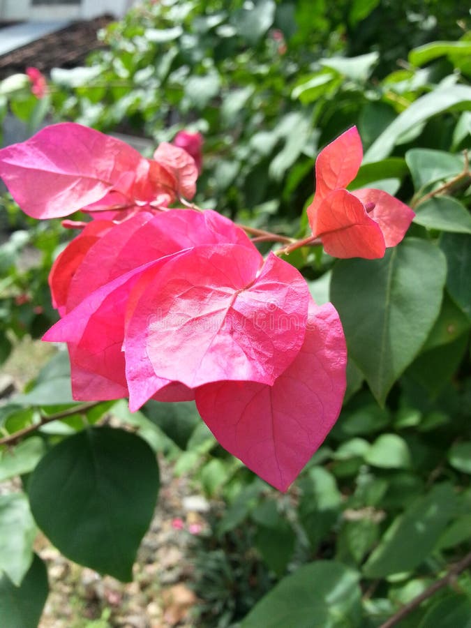 Flower stock photo. Image of flowto, flower, flow, reat - 93471474