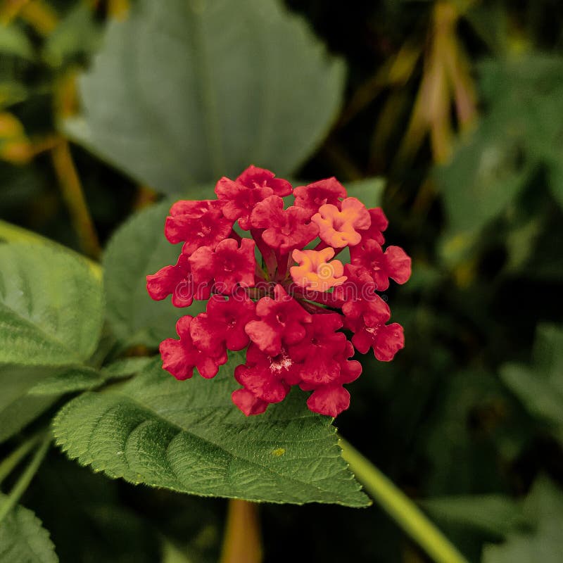 Flower Red Autum Happy and Sadness Stock Photo - Image of happy ...