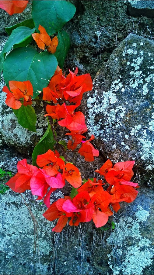 The Flower Red is Beautiful Original and Nutural Stock Image - Image of ...
