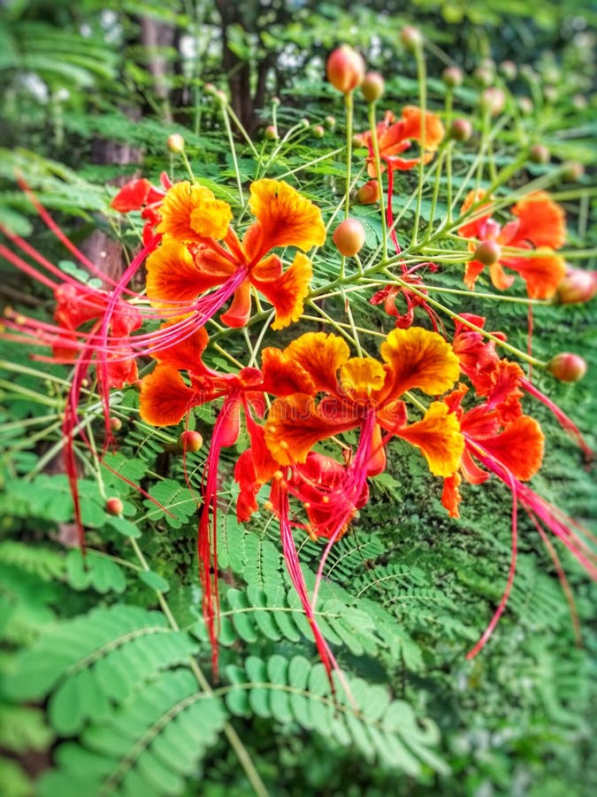 Flower stock image. Image of blooming, monsoon, flower - 98566607