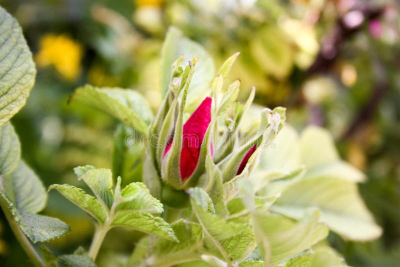 Flower red. the bud blooms stock image. Image of floral - 94525577