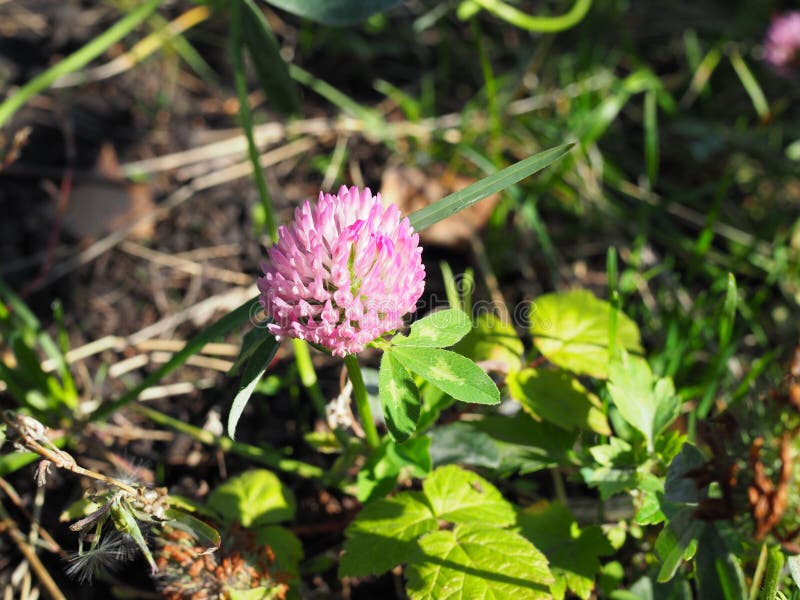 Flower of a Red Clover Clover with Leaves and a Stem Close-up Stock ...