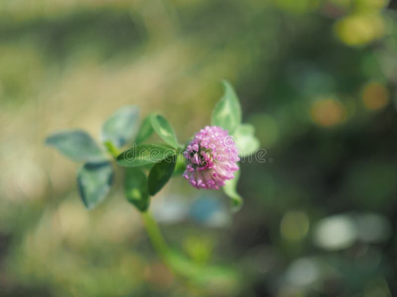 Flower of a Red Clover Clover with Leaves and a Stem Close-up Stock ...