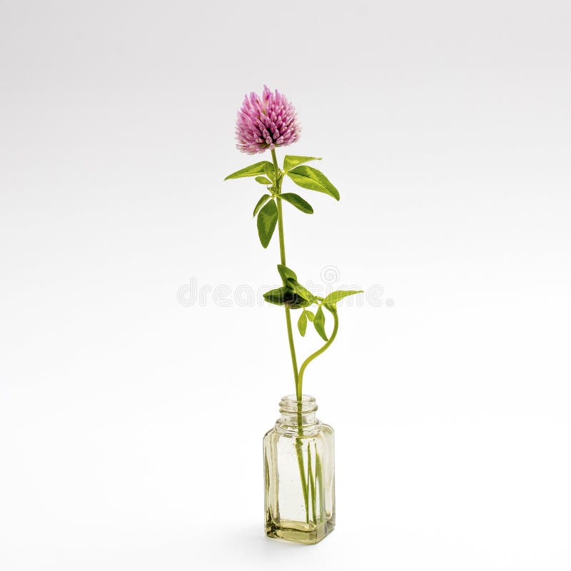 Flower of a Red Clover Clover with Leaves and a Stem Close-up Stock ...