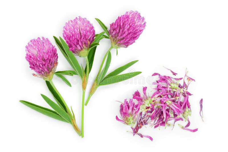 Flower of a Red Clover Clover with Leaves and a Stem Close-up Isolated ...