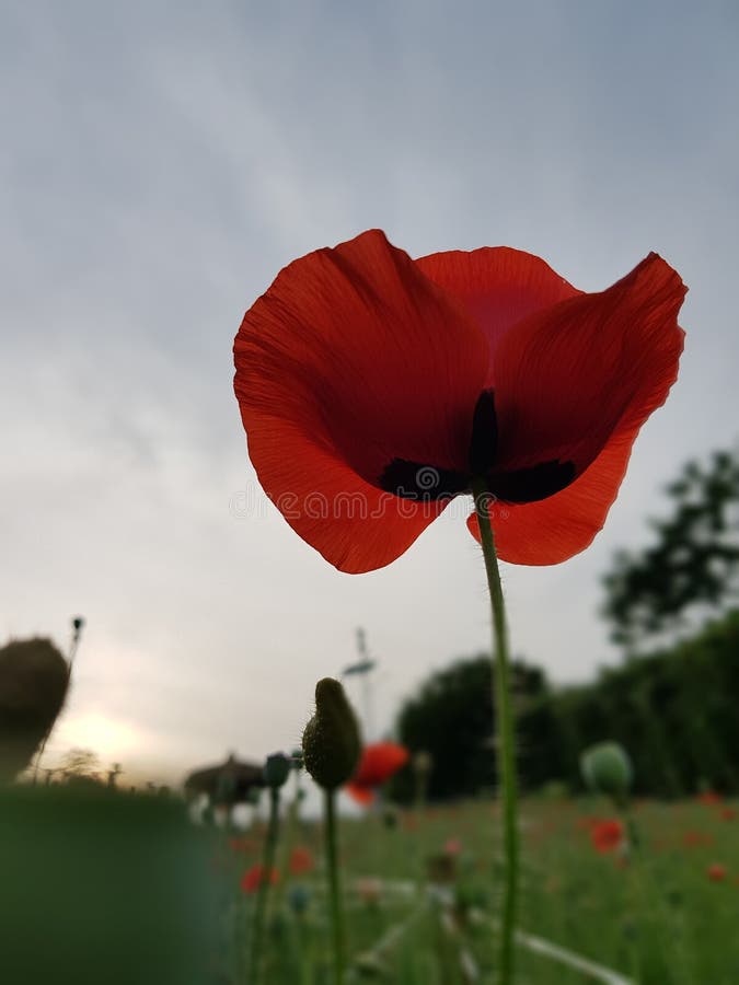 Flower, Red, Coquelicot, Poppy Picture. Image: 135689975
