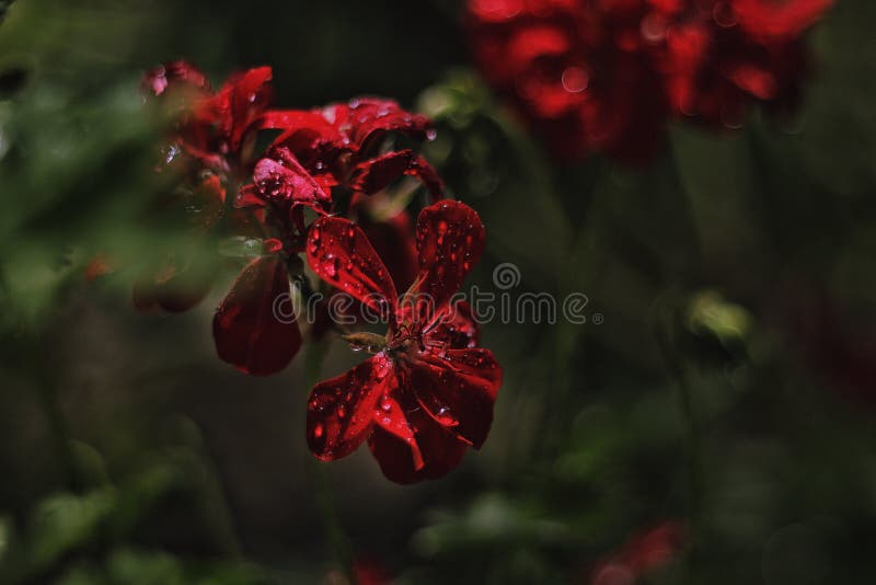 Flower, Red, Flora, Plant stock image. Image of blossom - 112568317