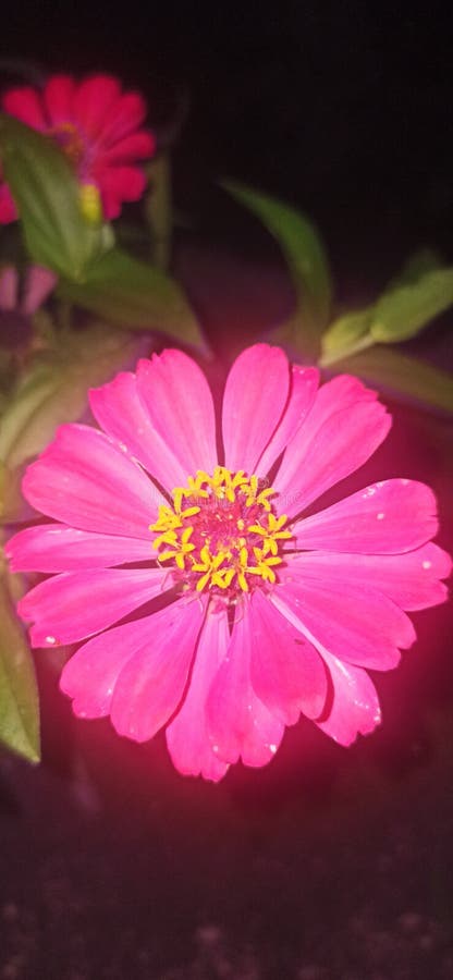 Red flower in the night stock photo. Image of night - 202706912