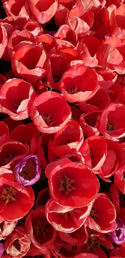 Flower, Red, Flowering Plant, Petal Stock Image - Image of rose, plant ...