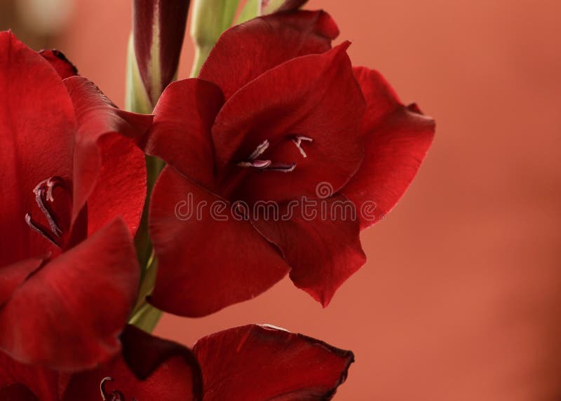 Flower, Red, Flowering Plant, Petal Stock Photo - Image of hippeastrum ...