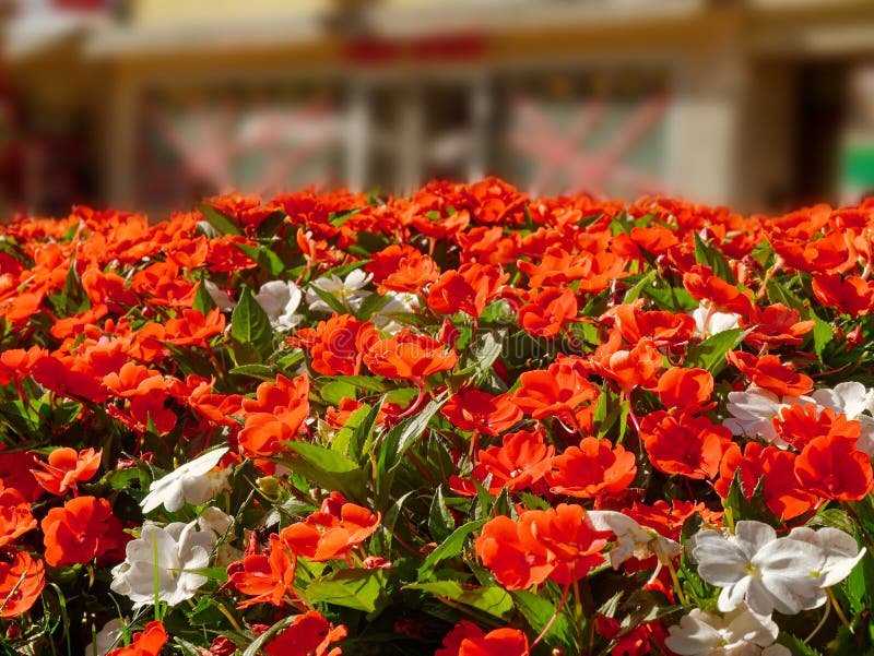Flower with Red Flowers with Four Leaves and Green Leaves Stock Photo ...