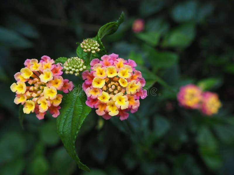 River kapili stock image. Image of india, assam, tree - 84742719