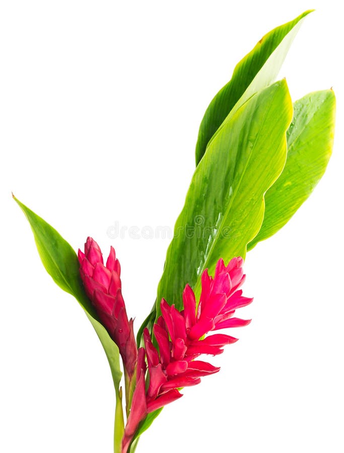 Hawaiian Shell Ginger Flower Stock Photo - Image of blossom ...