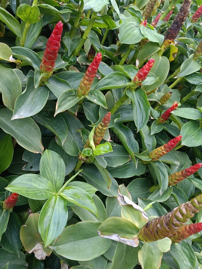 Flower stock photo. Image of flower, view, greenery - 326062362