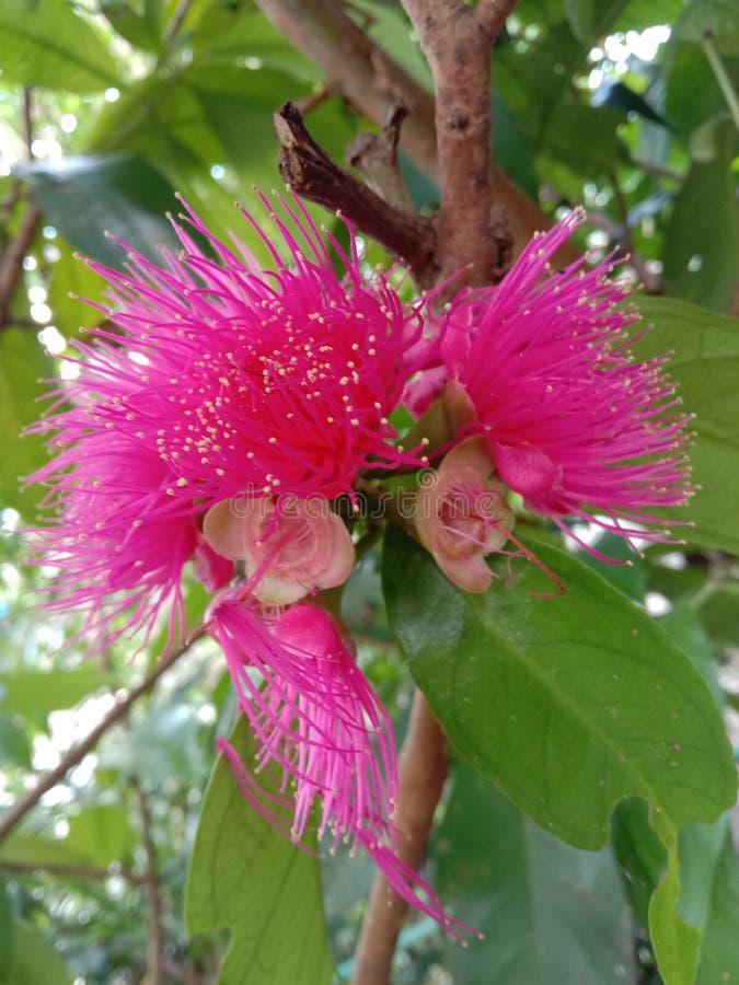 Flower red guava tree stock photo. Image of nature, food - 264142600