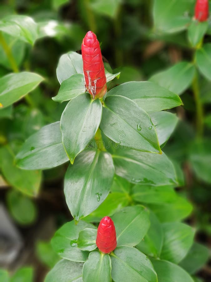 Flower red herb stock image. Image of green, herb, leaf - 184557717