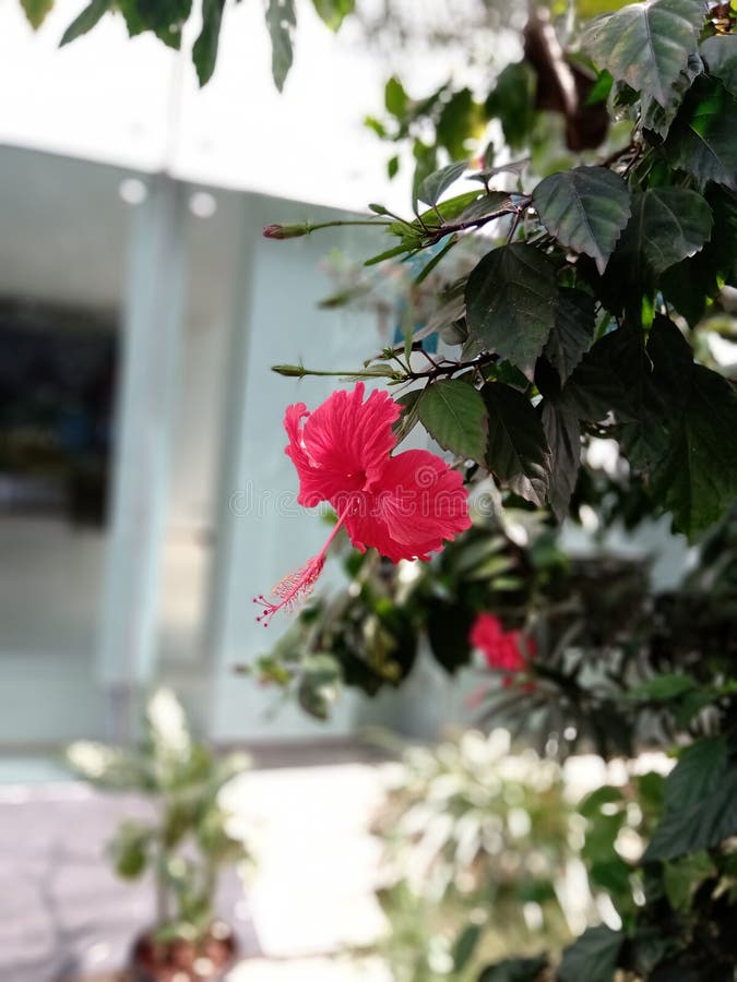 Flower Red Flower Joba Ful Red Joba Stock Image - Image of flower, redd ...